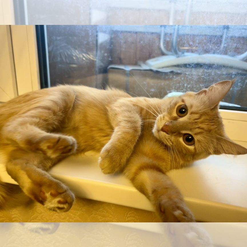 Рыжая кошка