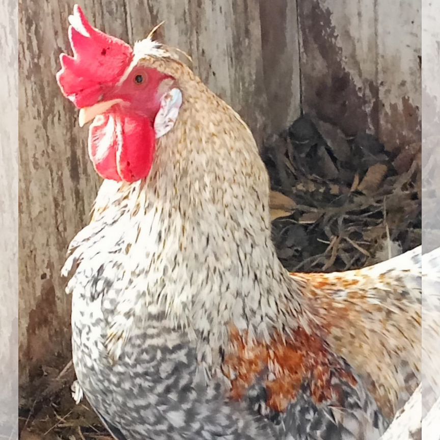 Петух Легбар кремовый