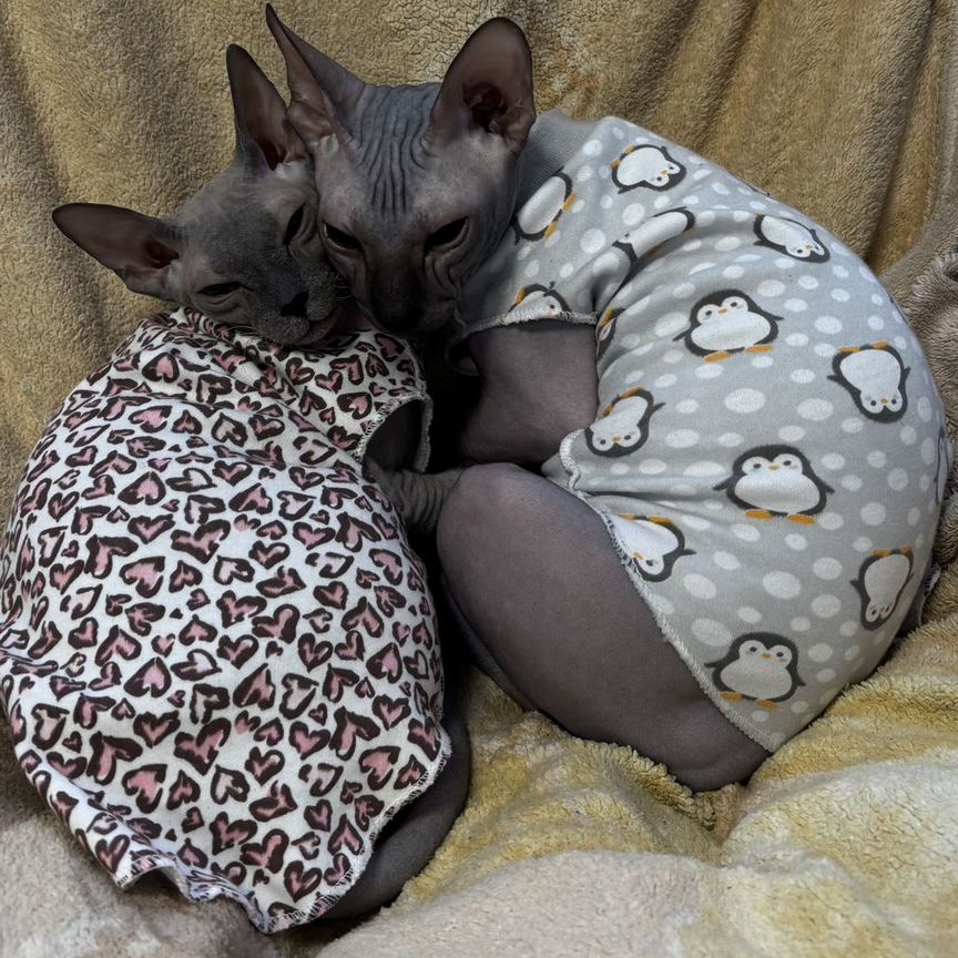 Канадский сфинкс котёнок