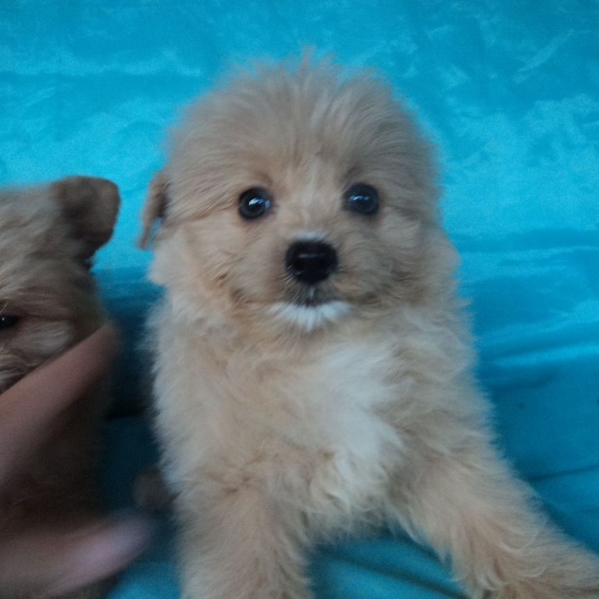 Продам щенков пуделя