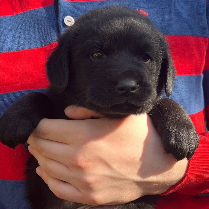 Щенок в добрые руки