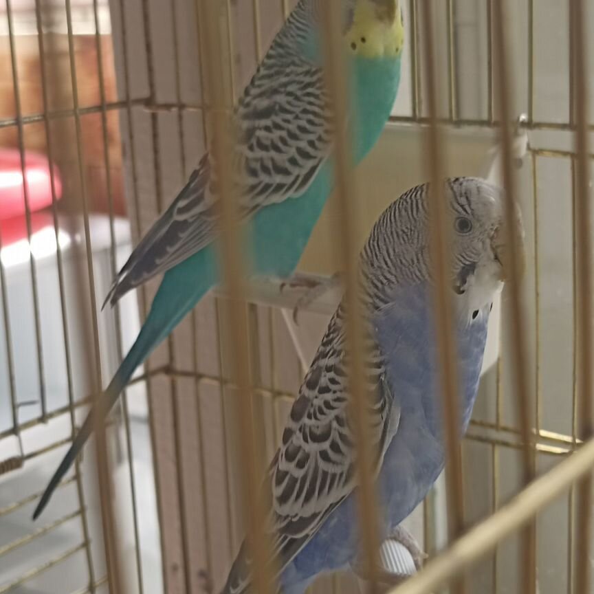 Волнистый попугай 2 шт