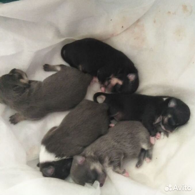 Меняю сучку на кабеля