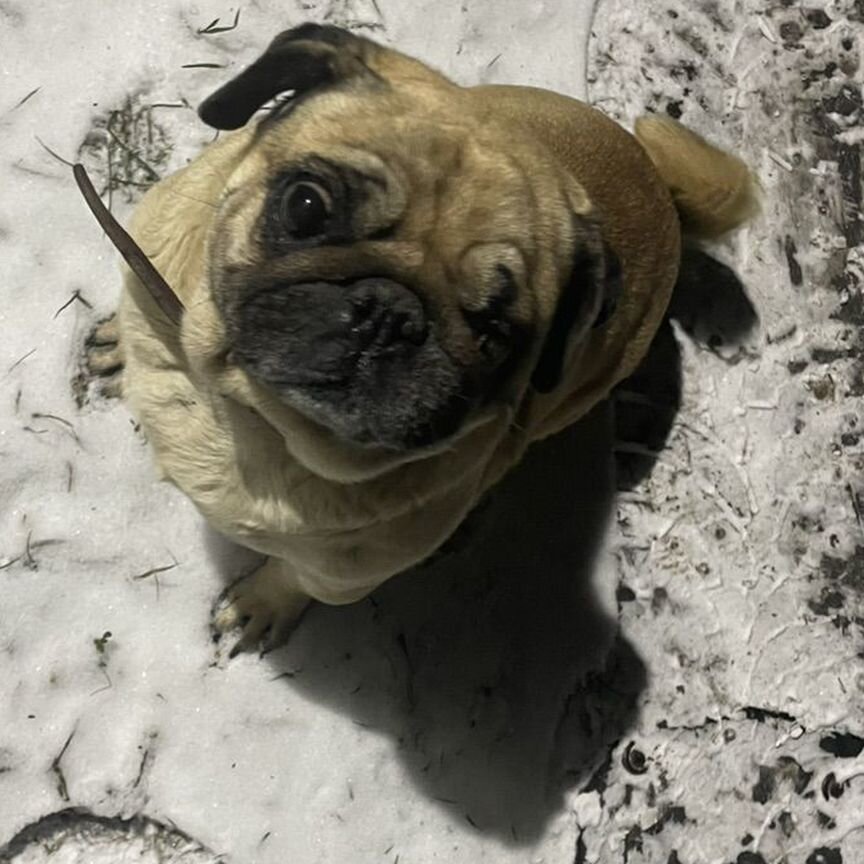 Мопс, взрослая собака