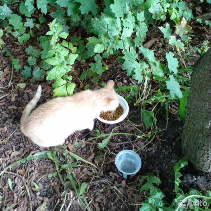 Котенка выкинули из машины