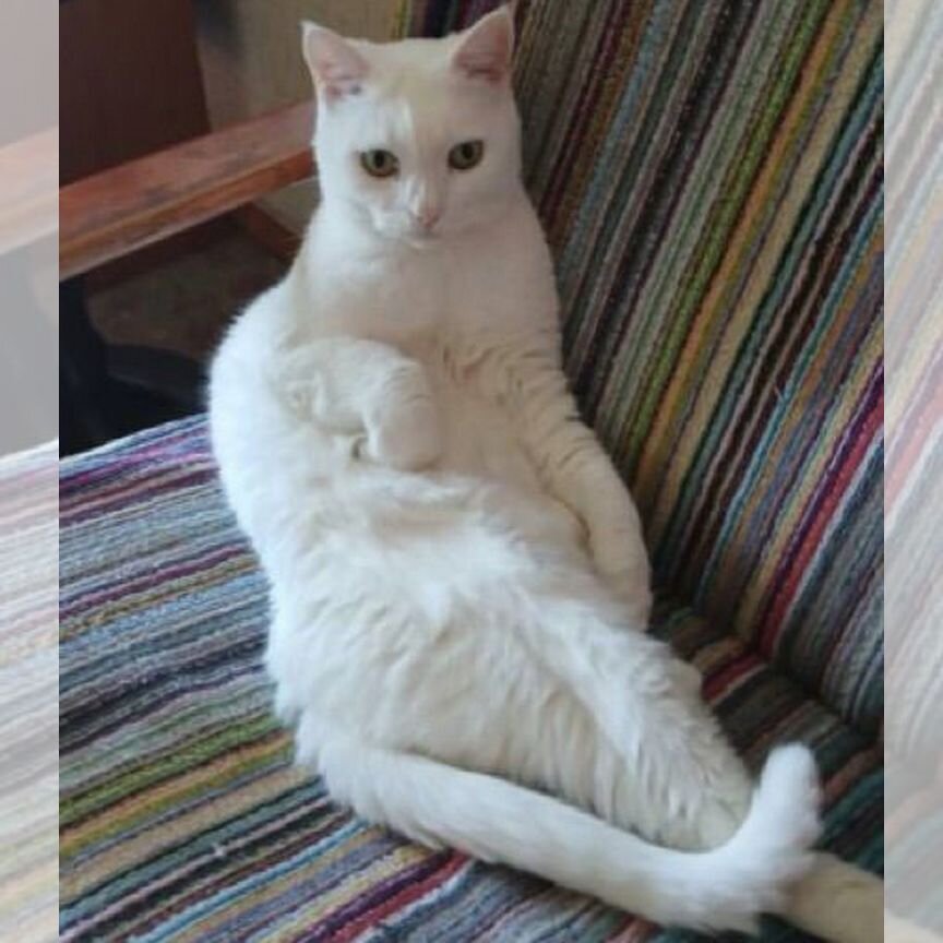 Турецкая ангора, взрослый кот