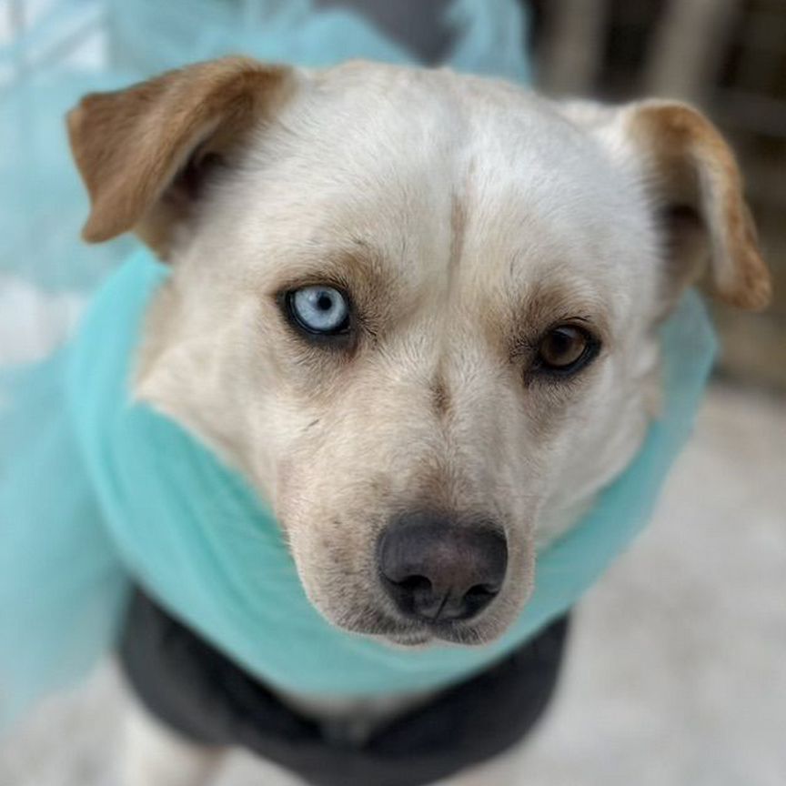 Взрослая собака в добрые руки