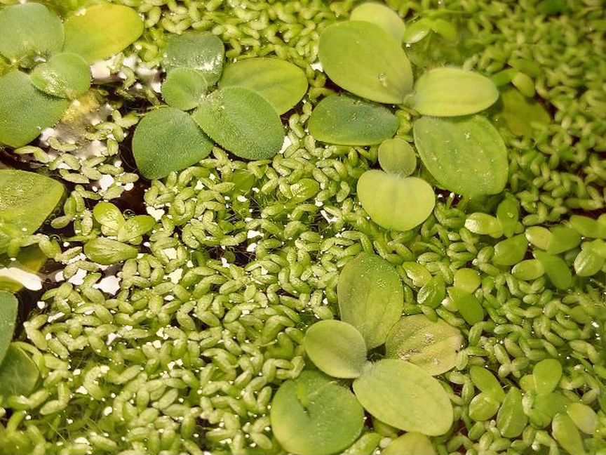 Пистия в аквариум