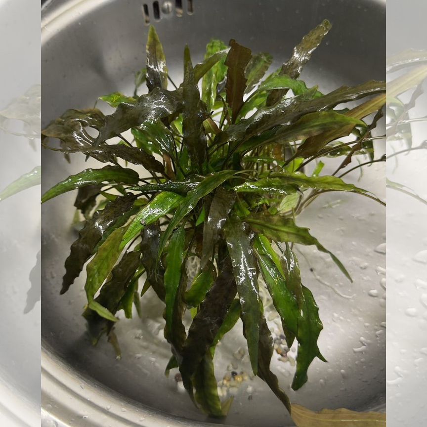 Аквариумное растение