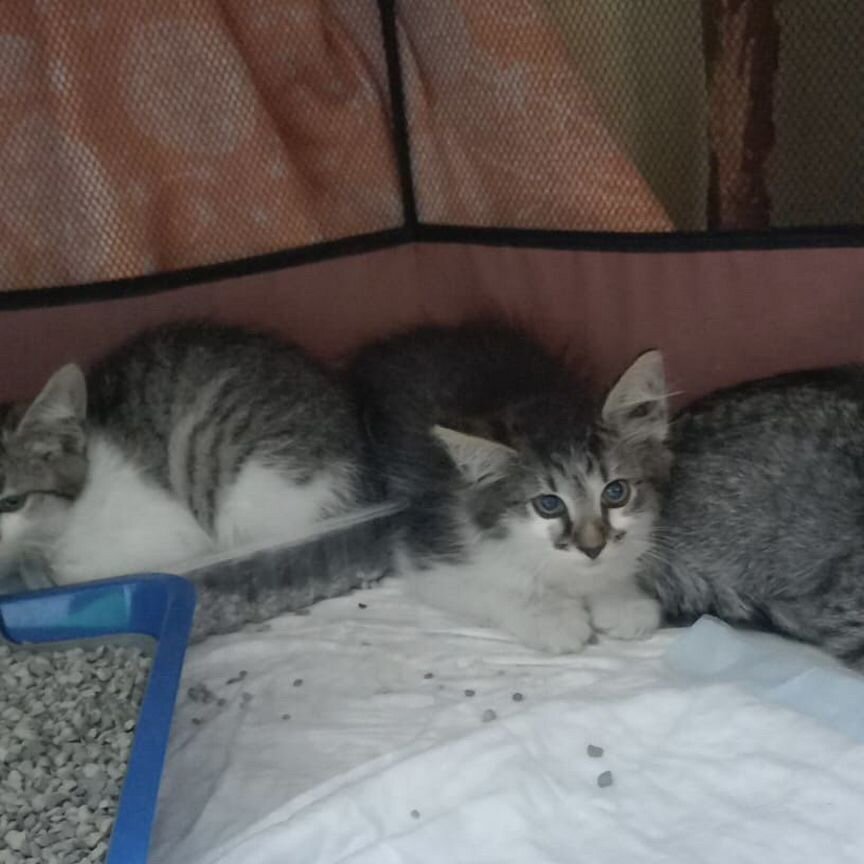 Котята в добрые руки мальчики