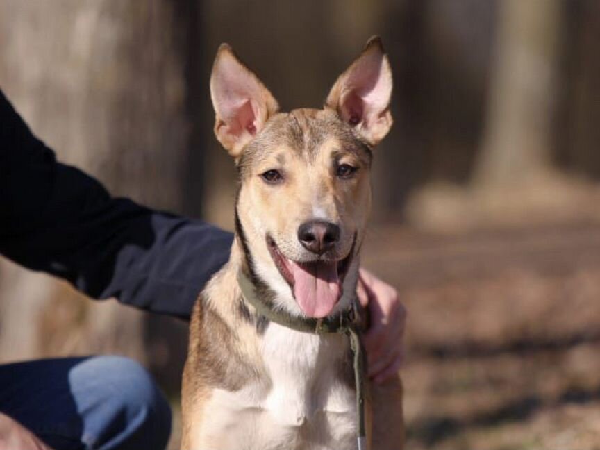 Собака в добрые руки