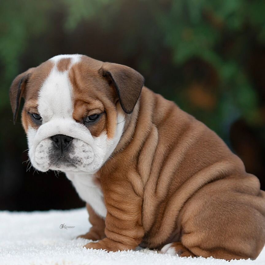 Рыжая красотка