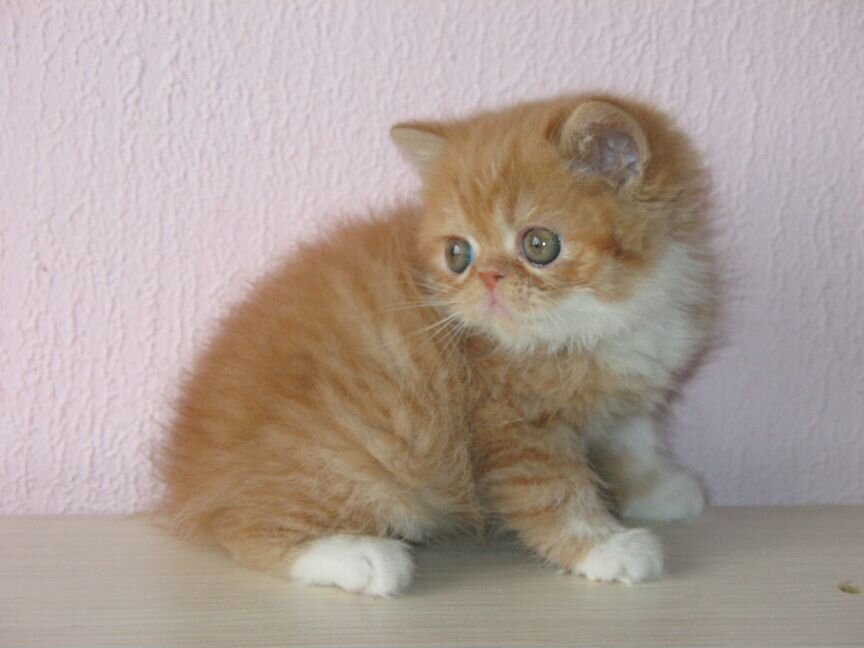 Котик