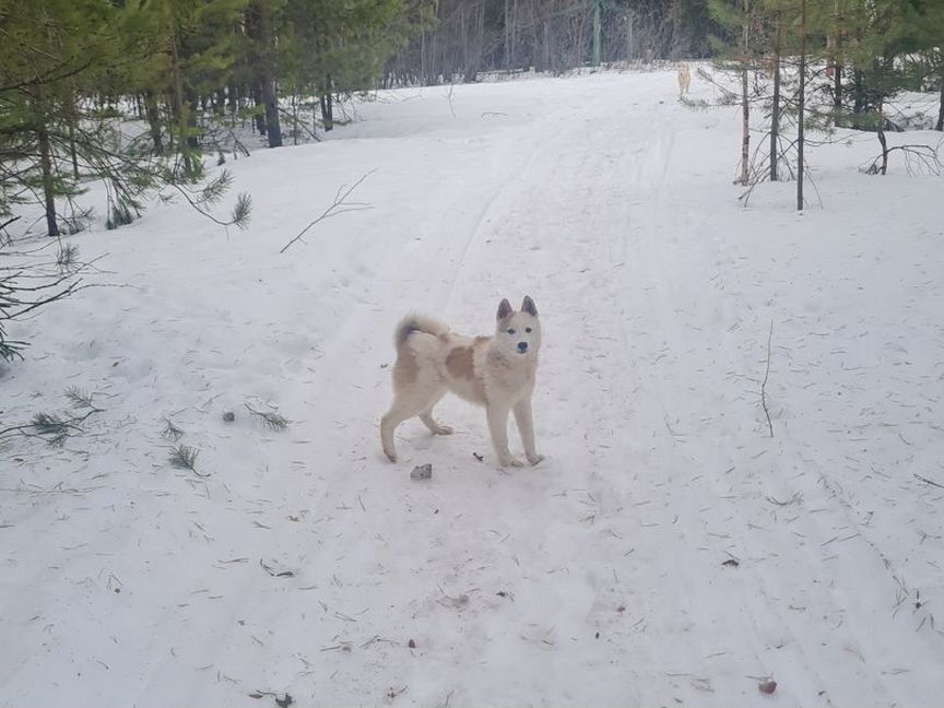 Щенки западносибирской лайки. 5 мес. Суки