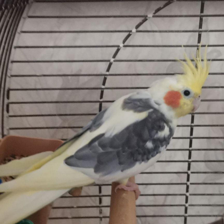 Семья Кореллы с малышами с клеткой