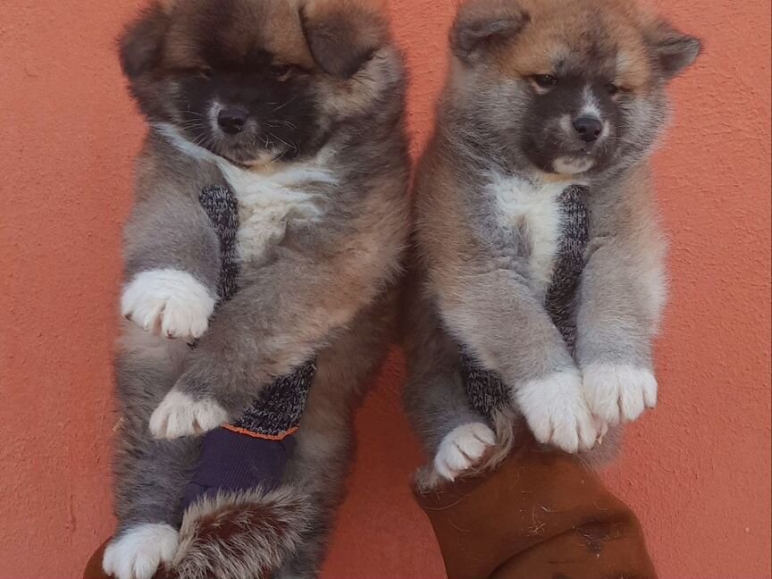 Щенки акита ину