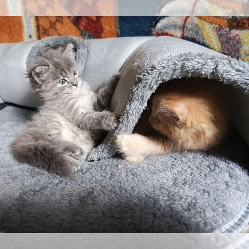 Сибирский котёнок