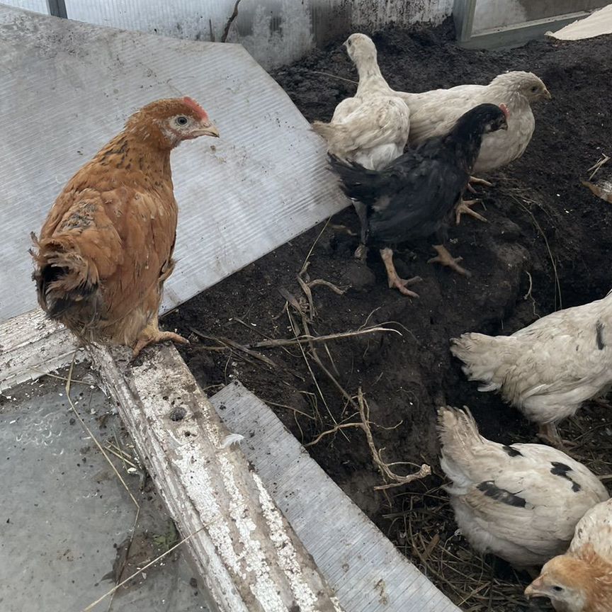 Куры молодки