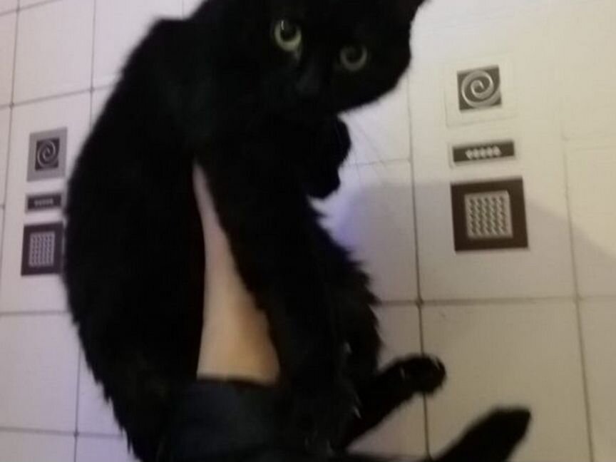 Молодая черная стерилизованная кошечка ищет дом