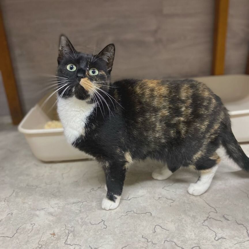 Жасмин в поисках дома