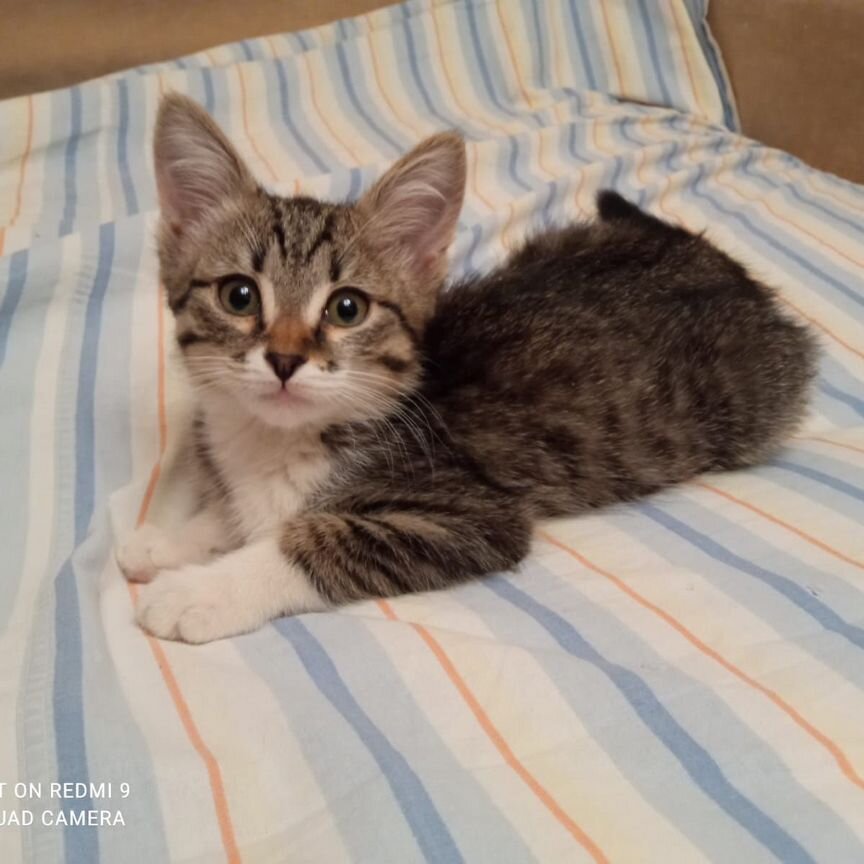 Котики маленькие