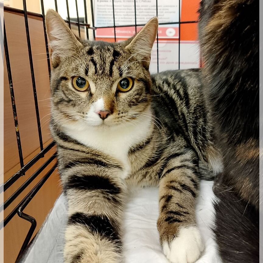 Котёнок в добрые руки