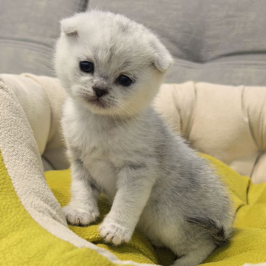 Шотландский котёнок