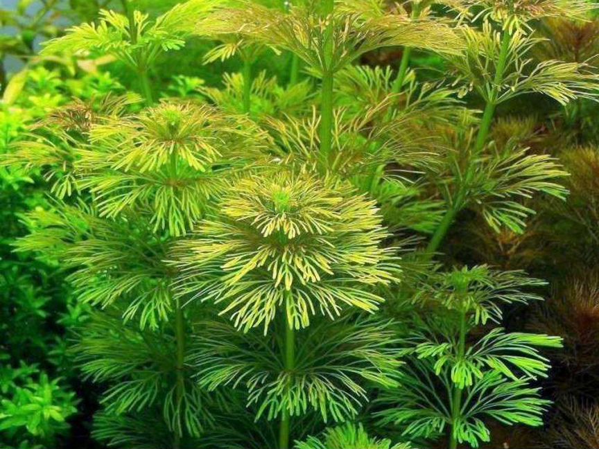 Лимонник. Амбулия.Аквариумные растения