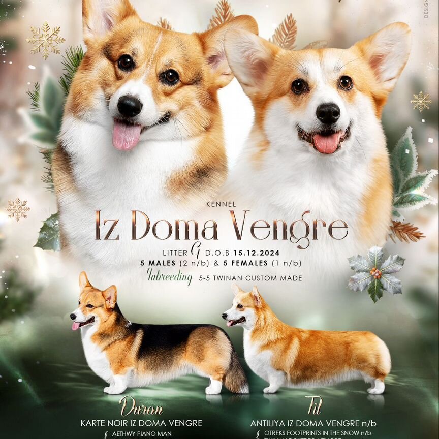 Вельш-корги щенки