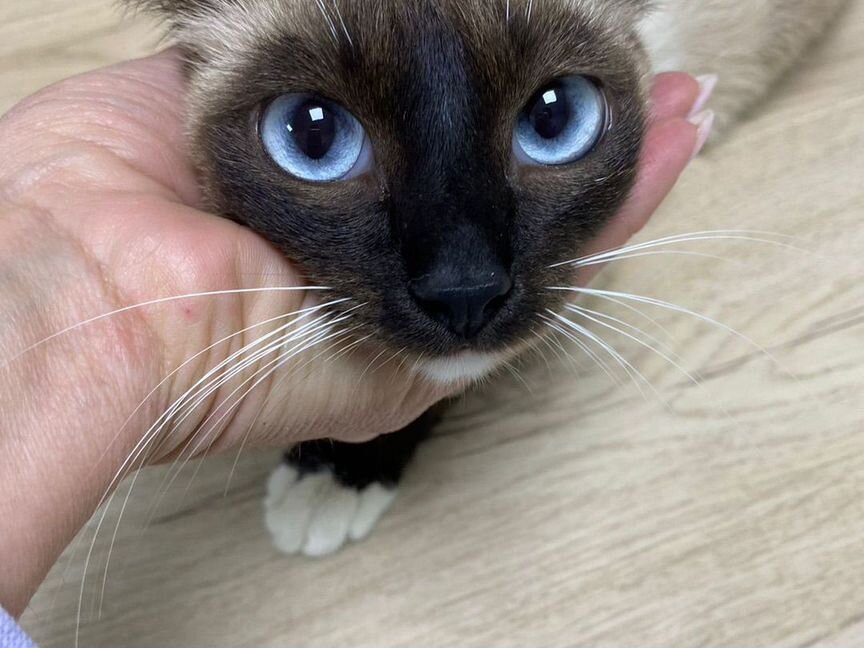 Сиамская кошечка котёнок
