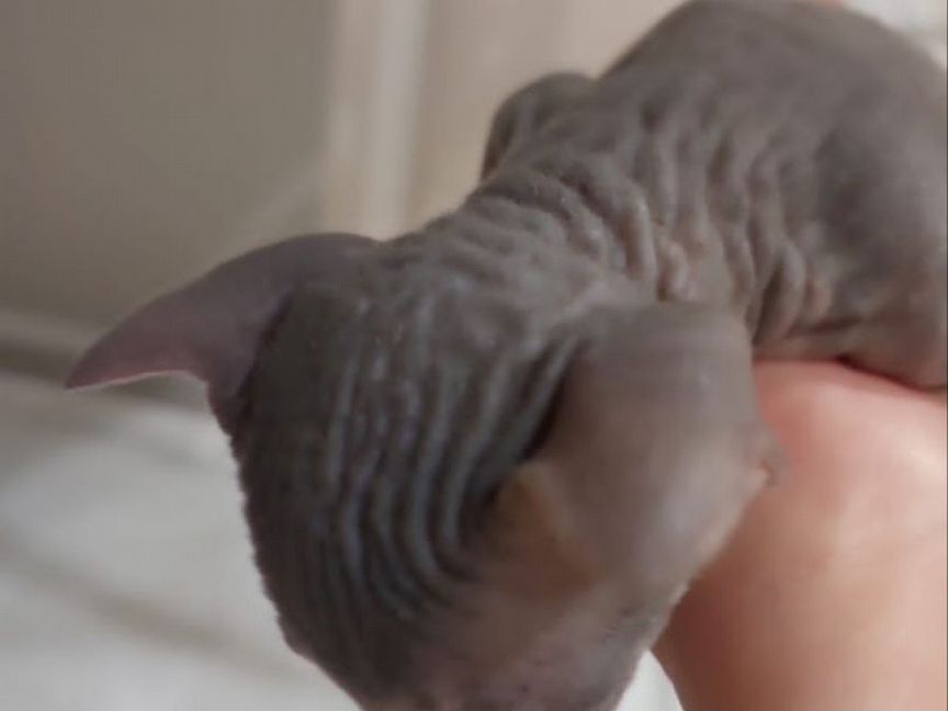 Донской сфинкс котята