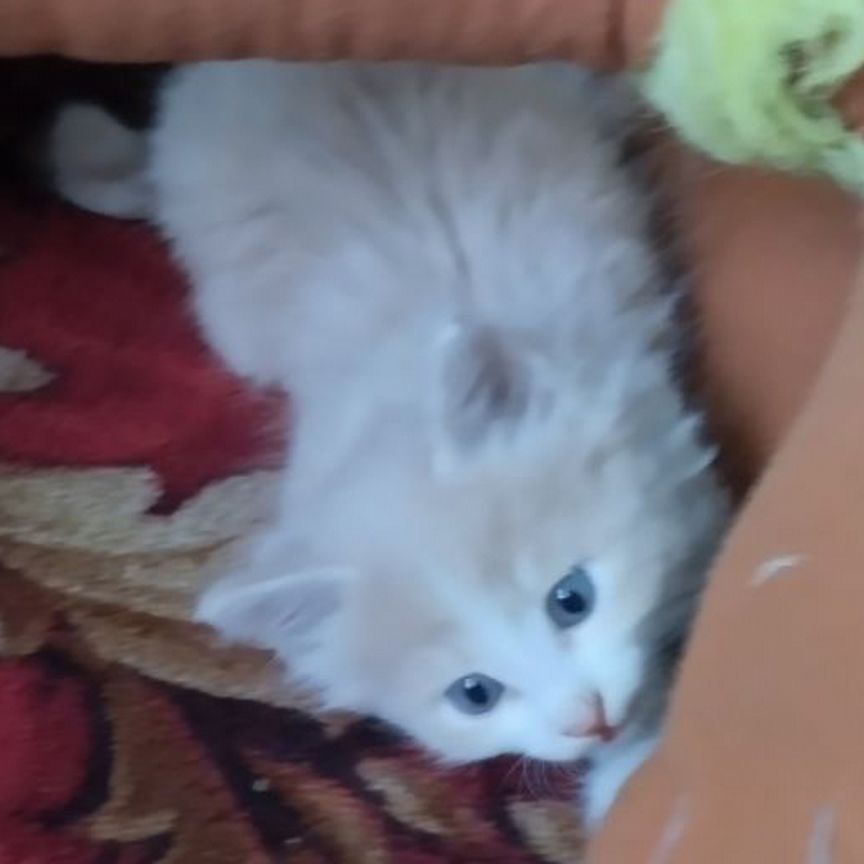 Отдам котят
