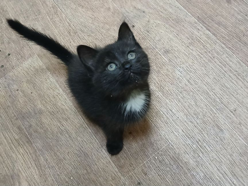 Ласковая, игривая кошечка 2-3 месяца