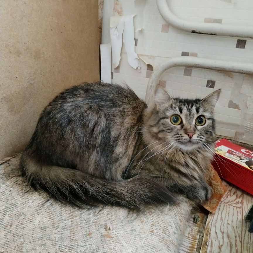 Сибирская кошка 2 года в добрые руки