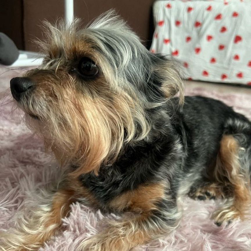 Йоркширский терьер, взрослый пёс