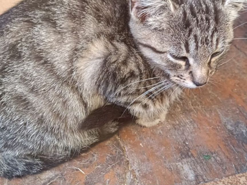 Котенок мышелов тигровый камышовый