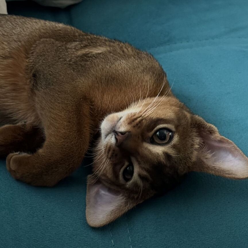 Абиссинский котёнок
