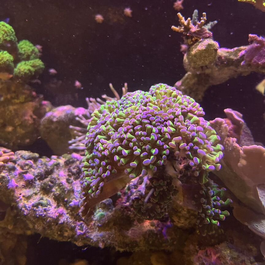 Коралл эуфилия