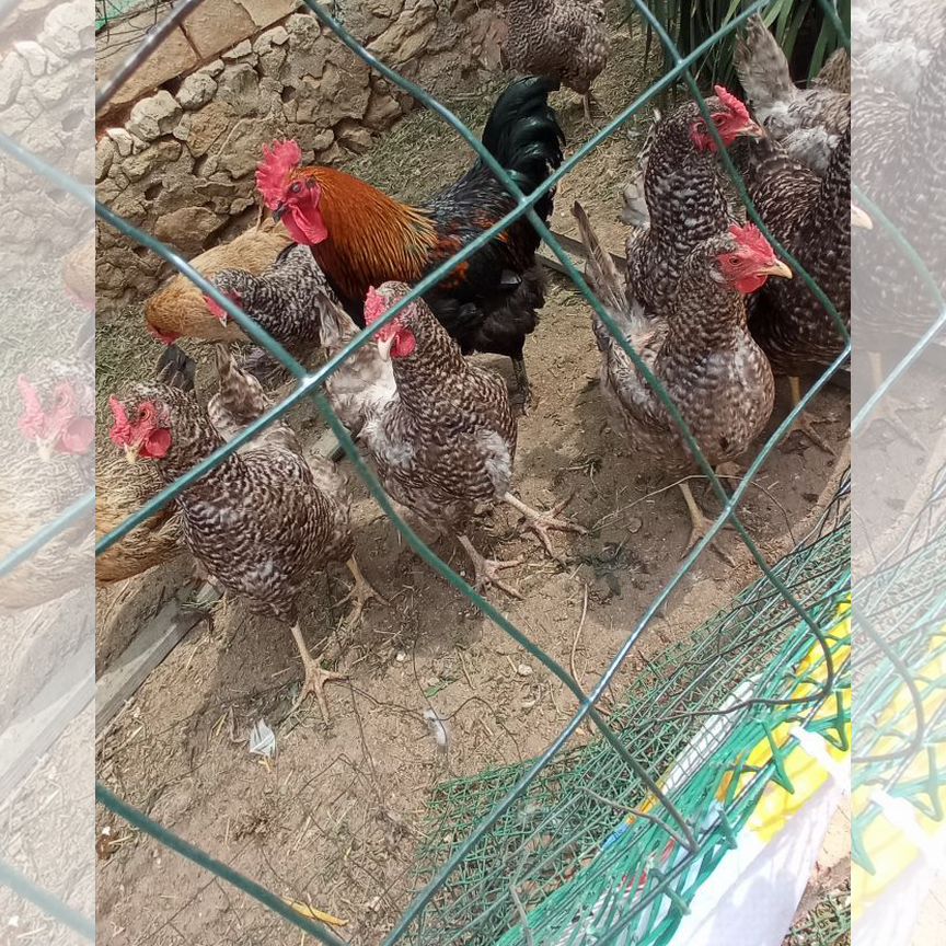 Куры несушки домашние