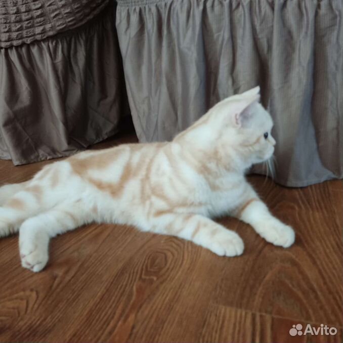 Кошки шотландцы