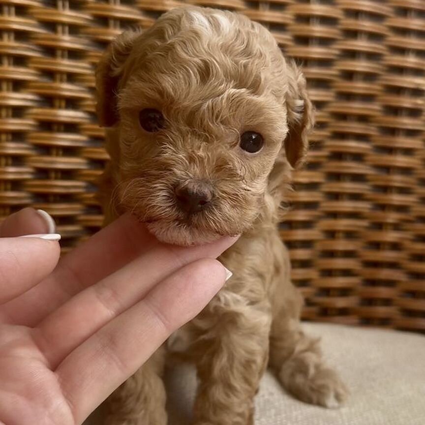 Мальтипу, щенок