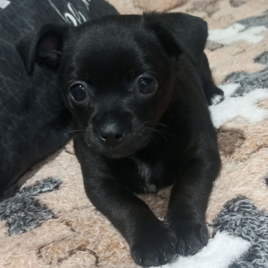 Русский той-терьер, щенок