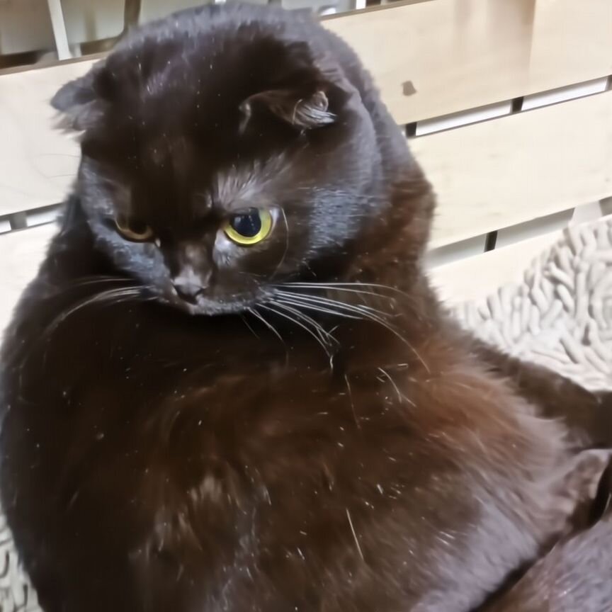 Шотландская вислоухая короткошёрстная кошка, взрослая