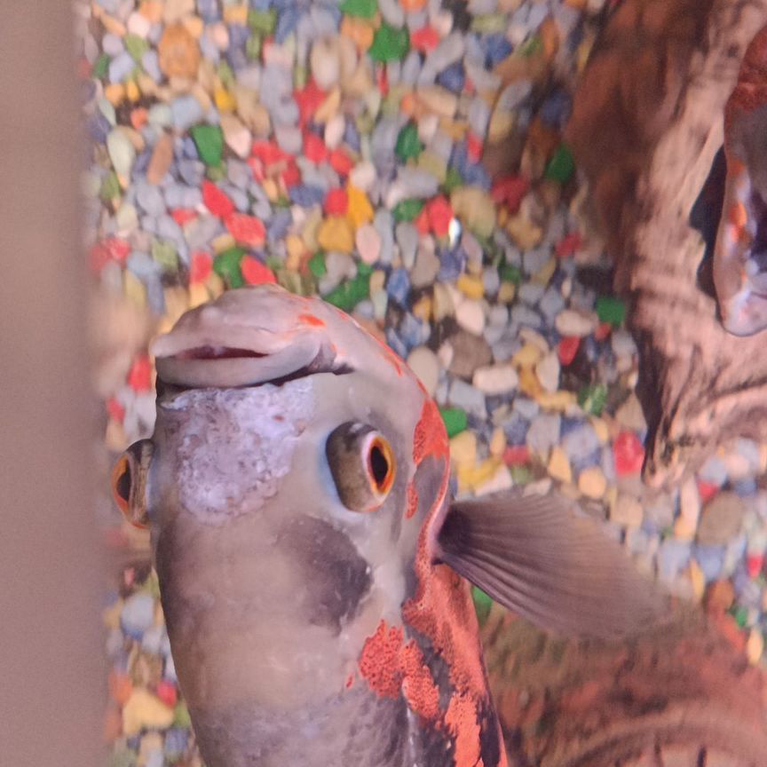 Аквариум и рыбы цихлиды