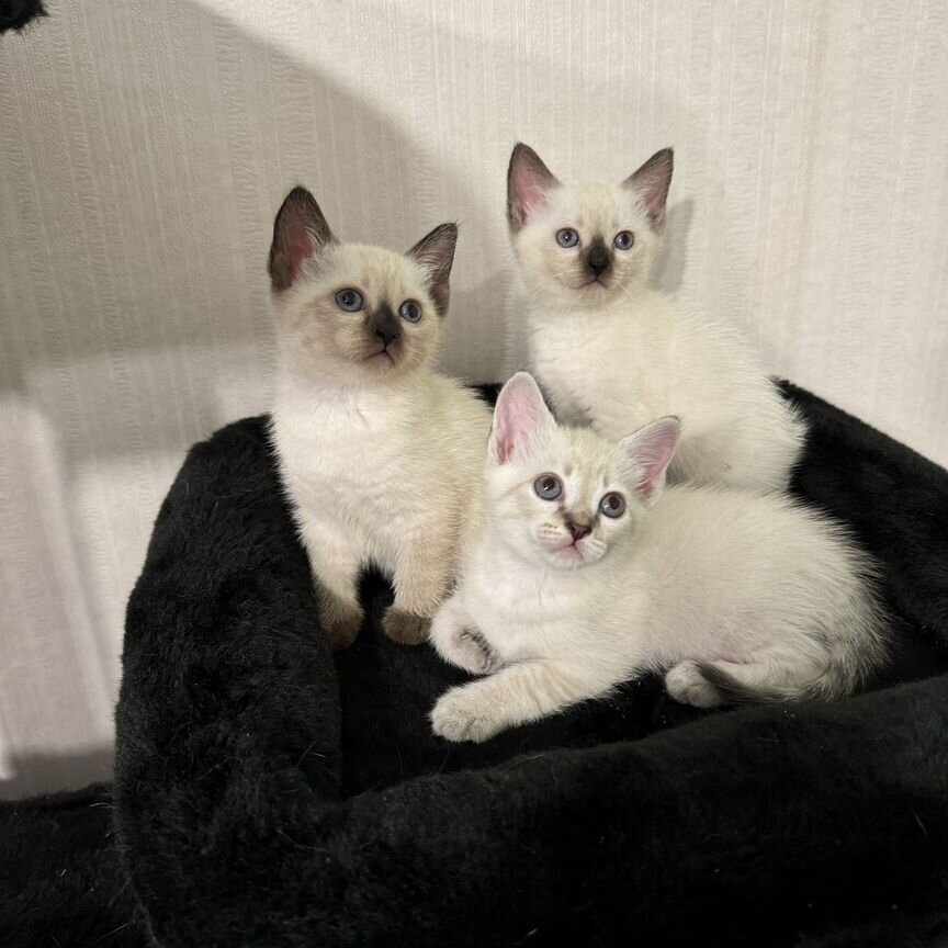 Продаются котята