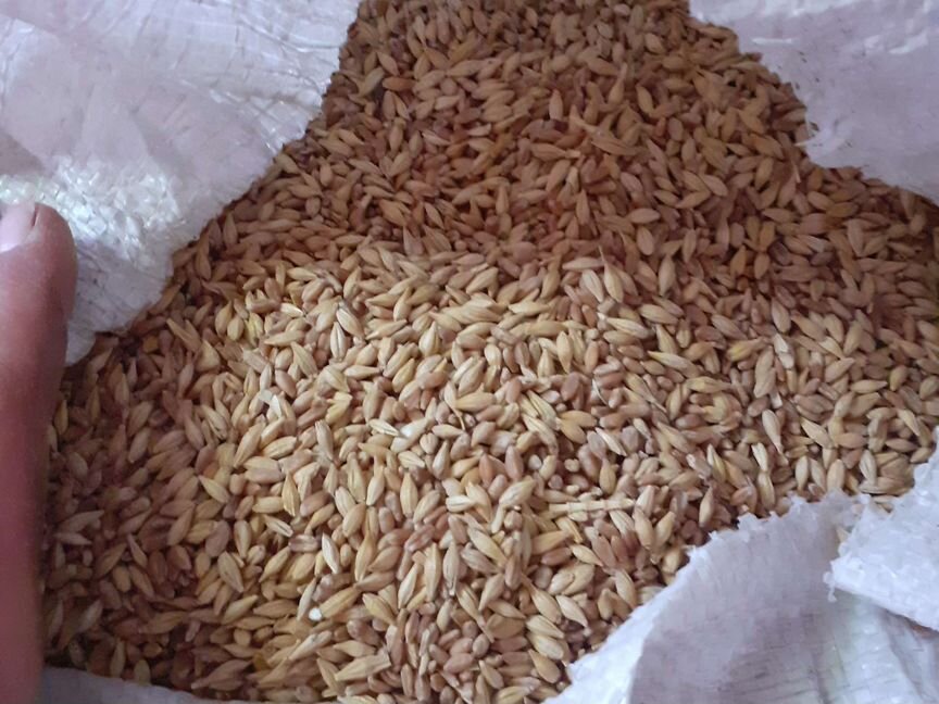 Зерно фуражное пщеница ячмень