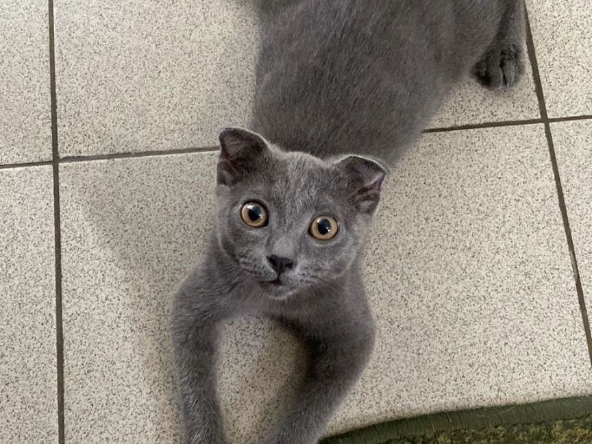 Вислоухая голубая котенок