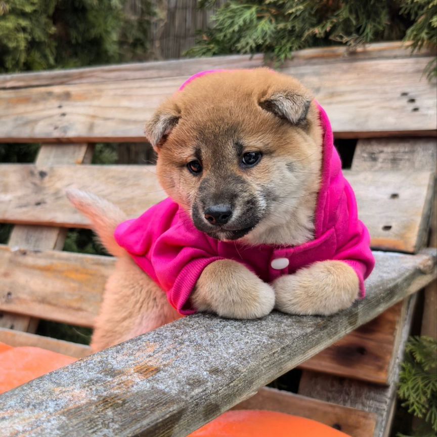 Лисичка Сиба