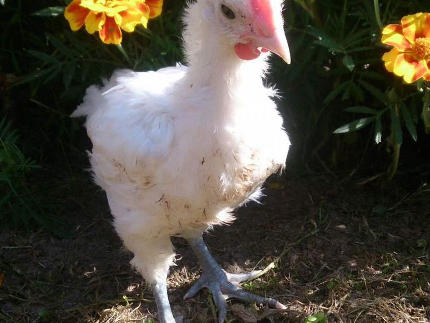 Бресс гальские