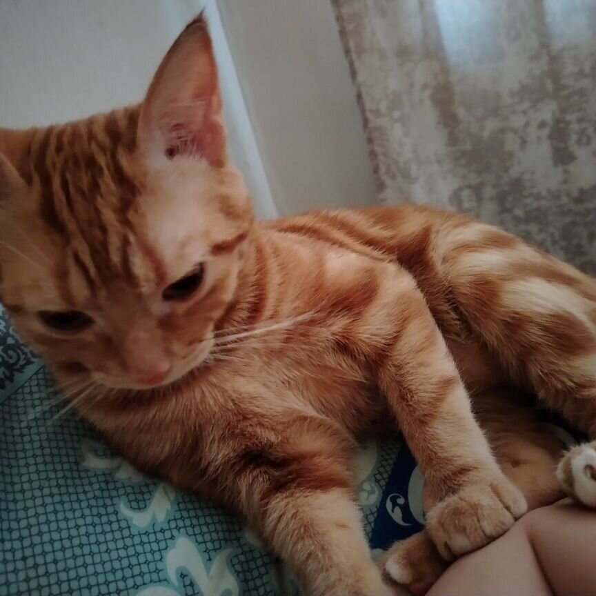 Кот